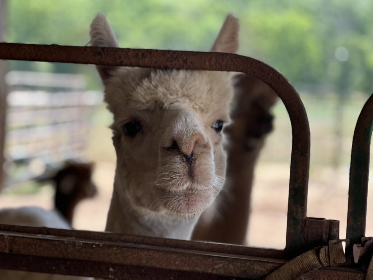 News & Events – Double 8 Alpaca & Llama Ranch